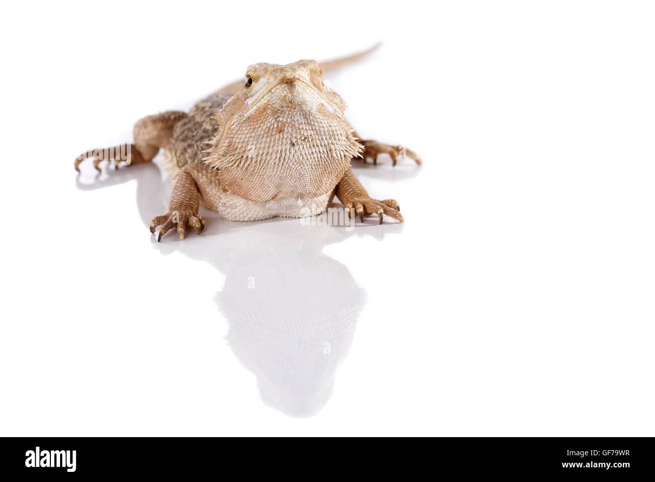 Central eye Cut Out Stock Images & Pictures - Alamy