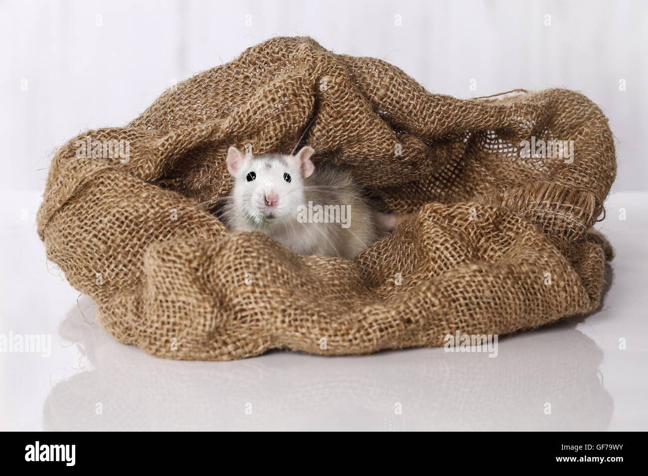 Male fancy rats hi-res stock photography and images - Alamy