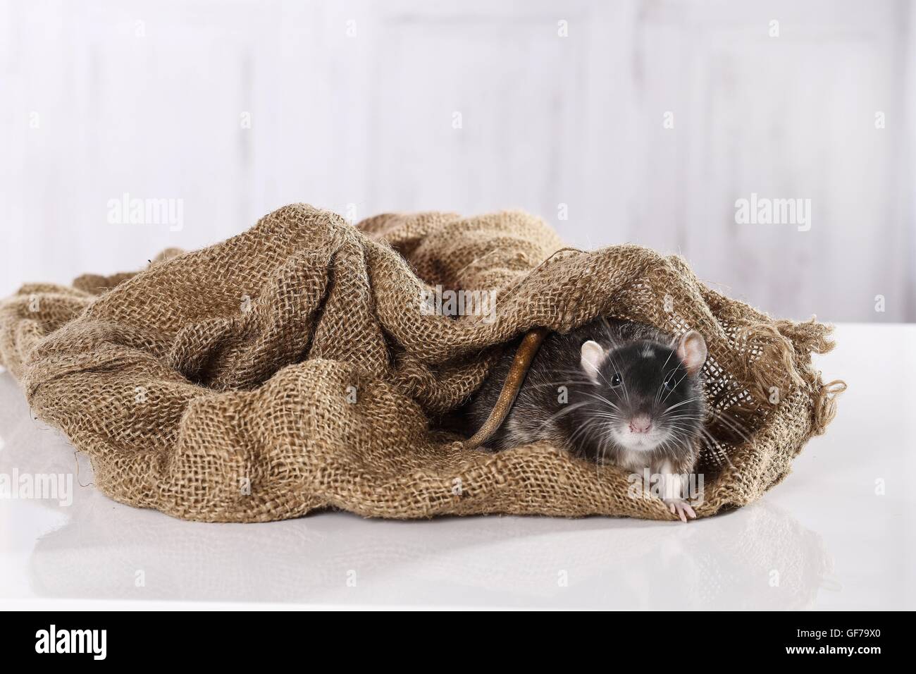 Male rats hi-res stock photography and images - Alamy