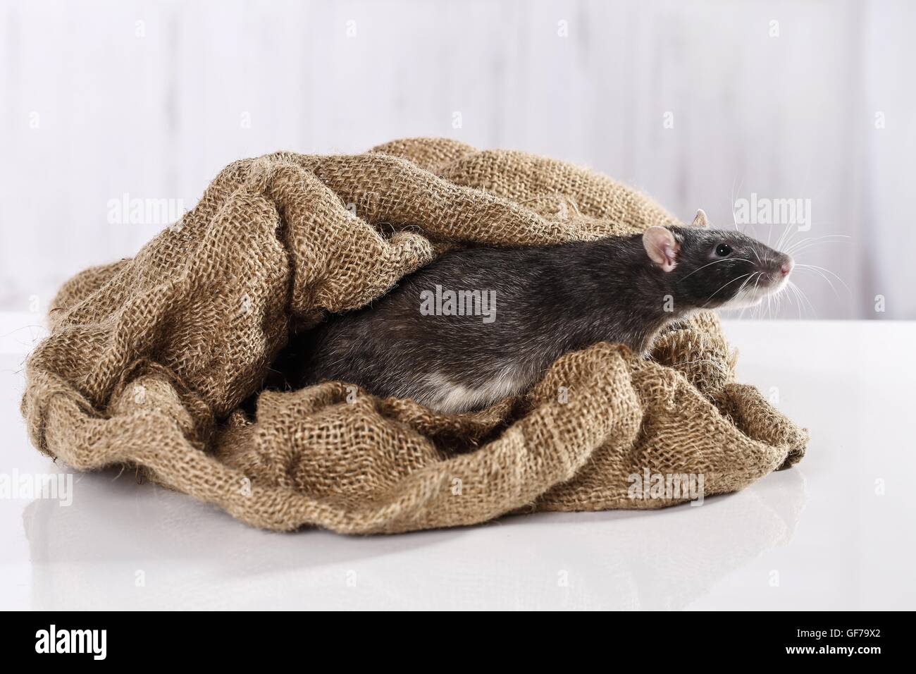 Berkshire rats hi-res stock photography and images - Alamy