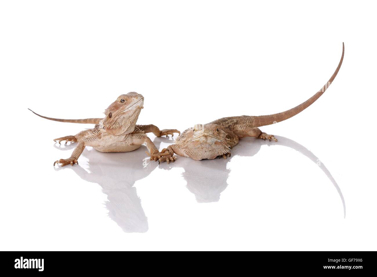 White background cut out hi-res stock photography and images - Alamy