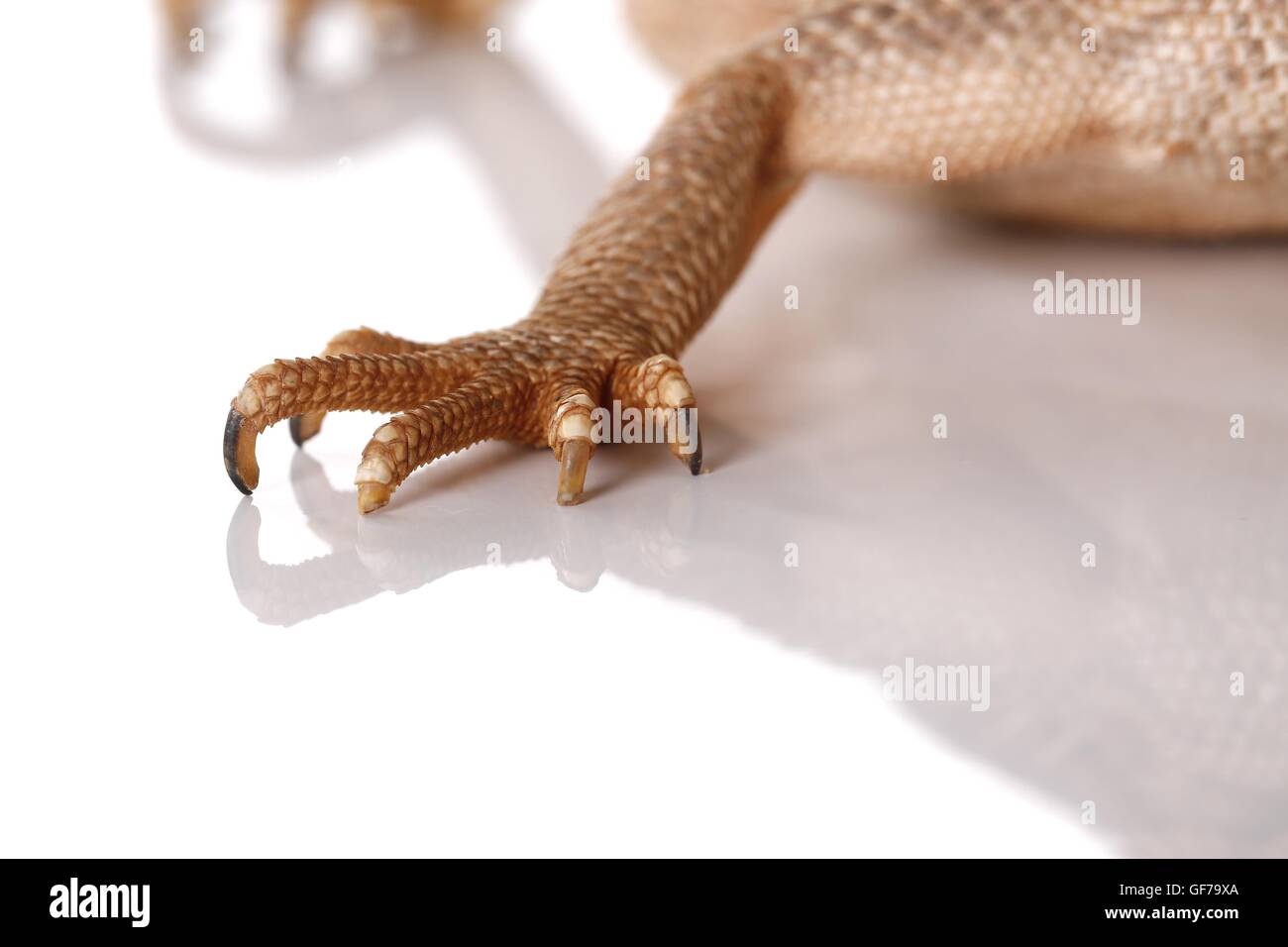 Dragon feet hi-res stock photography and images - Alamy