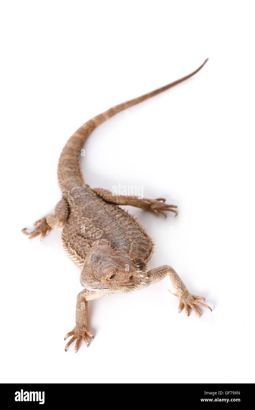 Lizards background Cut Out Stock Images & Pictures - Alamy