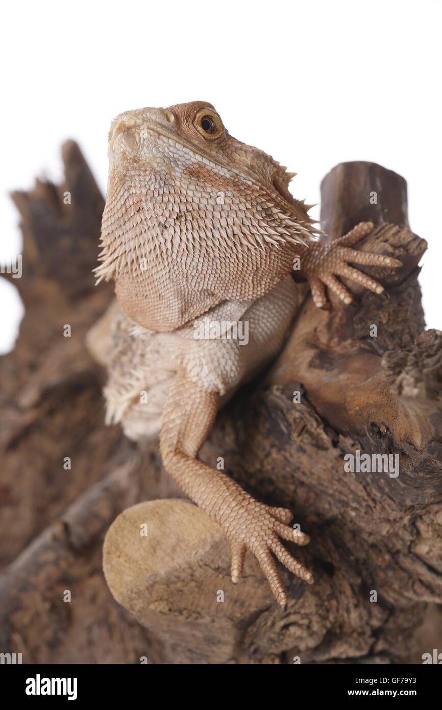 central bearded dragon Stock Photo - Alamy