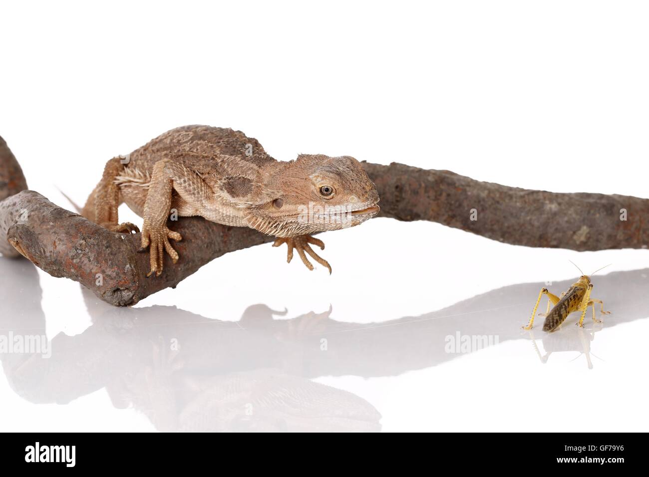 Bearded dragon eating hi-res stock photography and images - Alamy