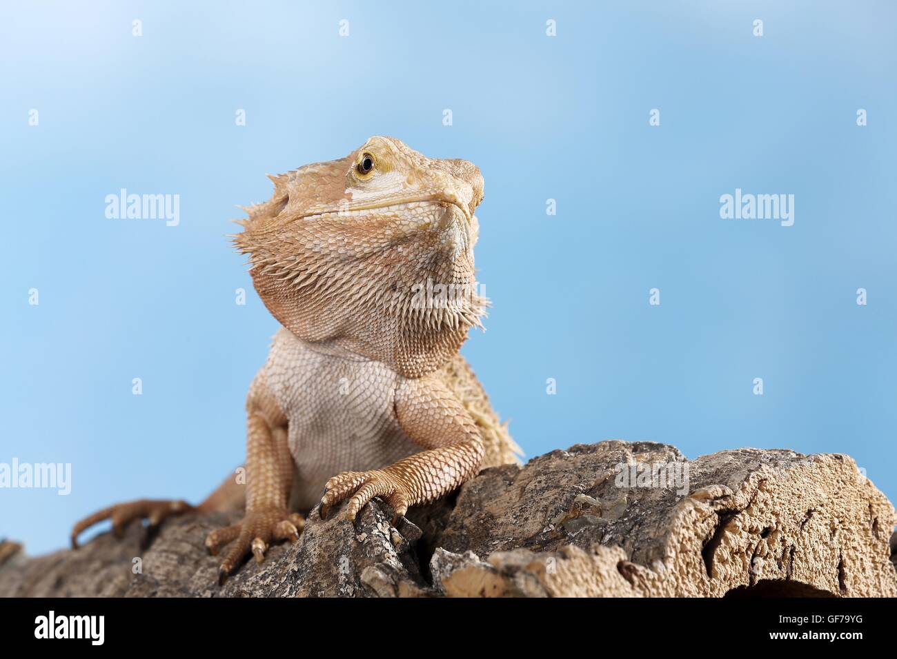 central bearded dragon Stock Photo - Alamy
