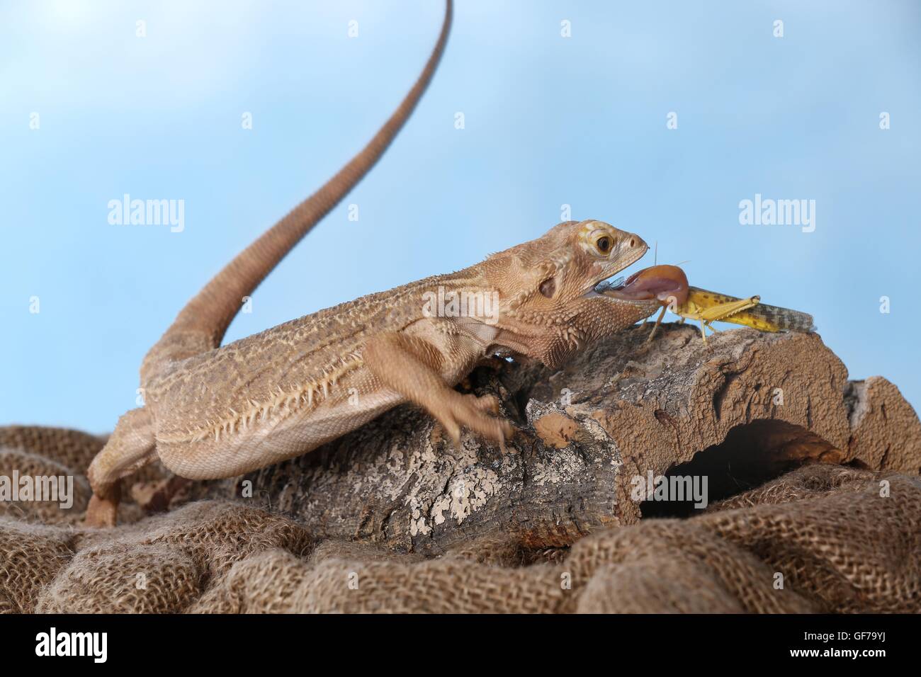bearded dragon eats locust Stock Photo - Alamy