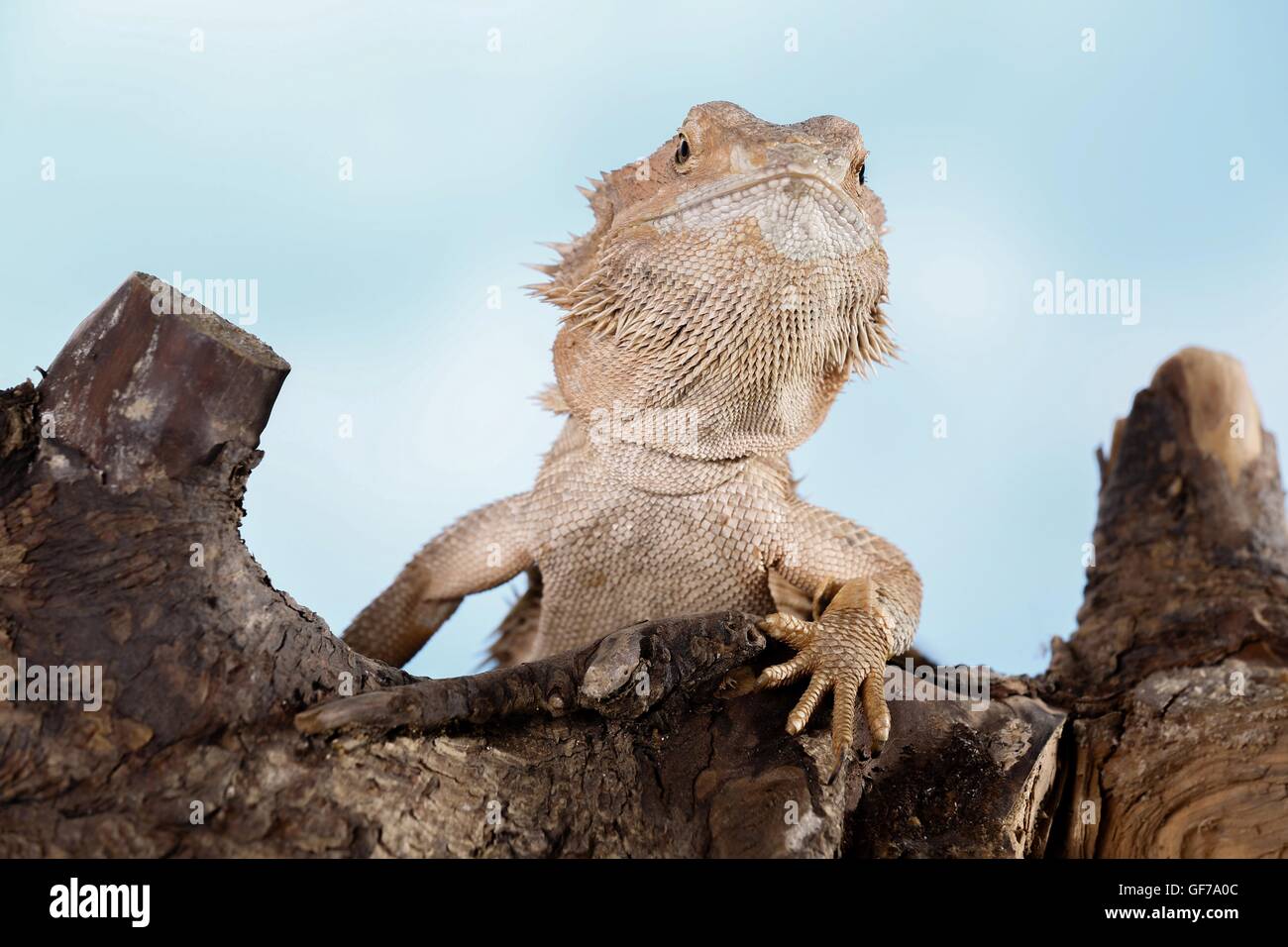 Bearded dragon tree hi-res stock photography and images - Alamy