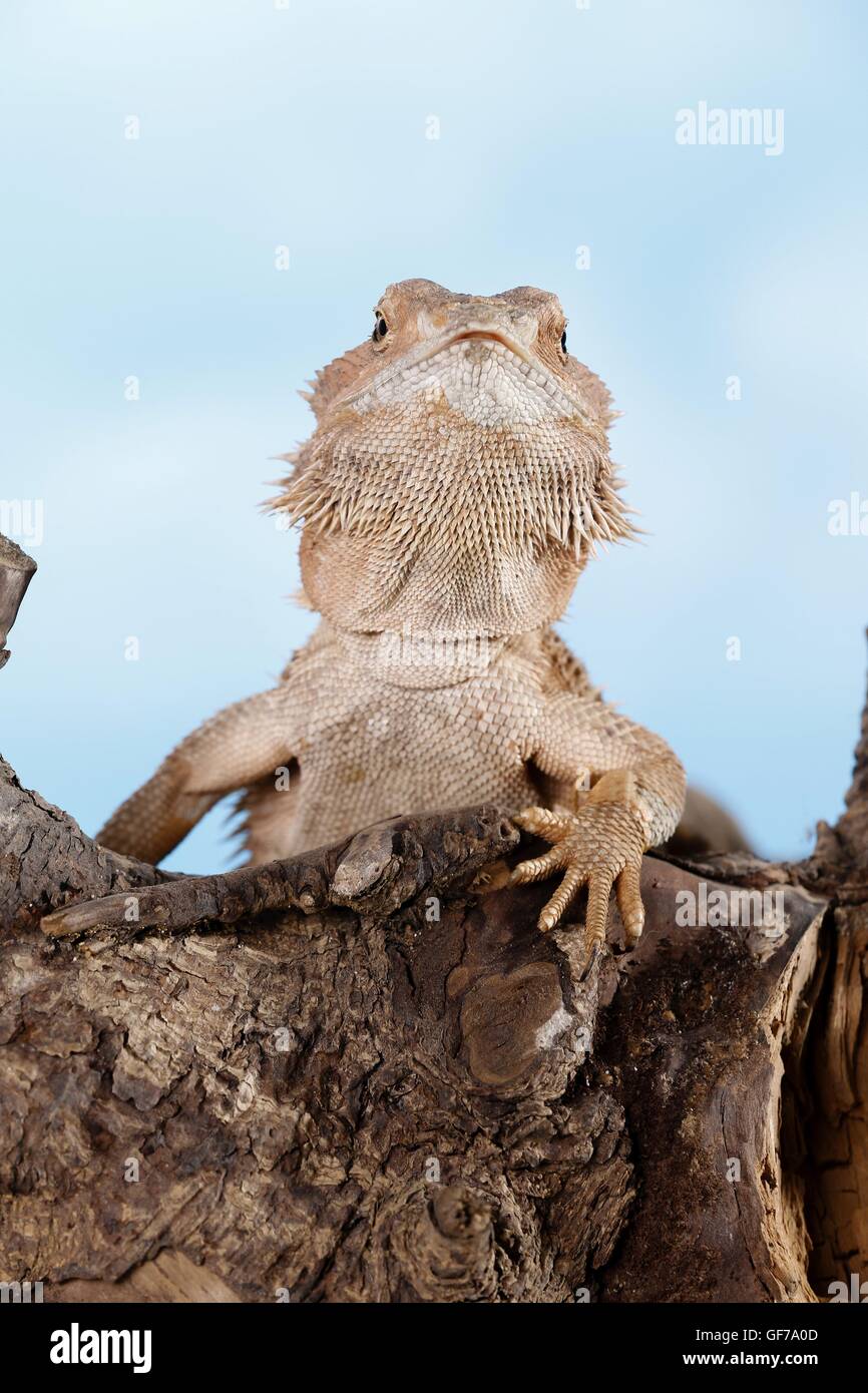 Bearded dragon tree hi-res stock photography and images - Alamy