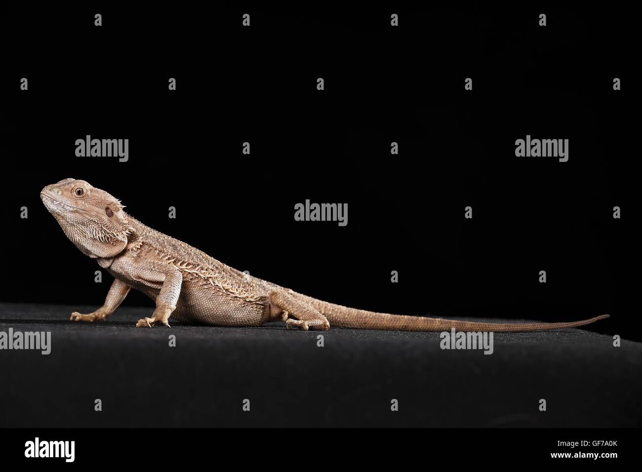 Side profile of dragon hi-res stock photography and images - Alamy