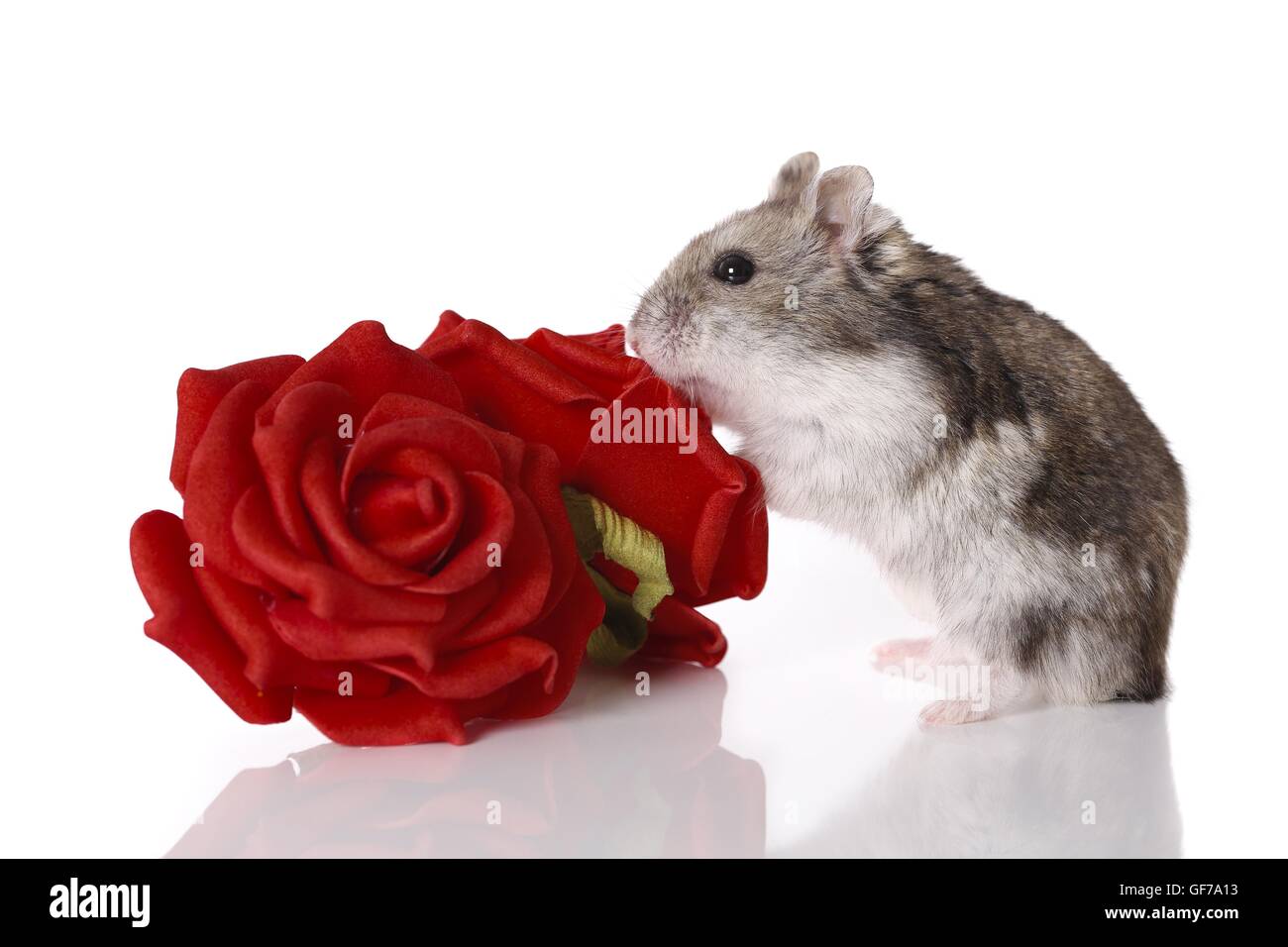 Hamsters With Flowers