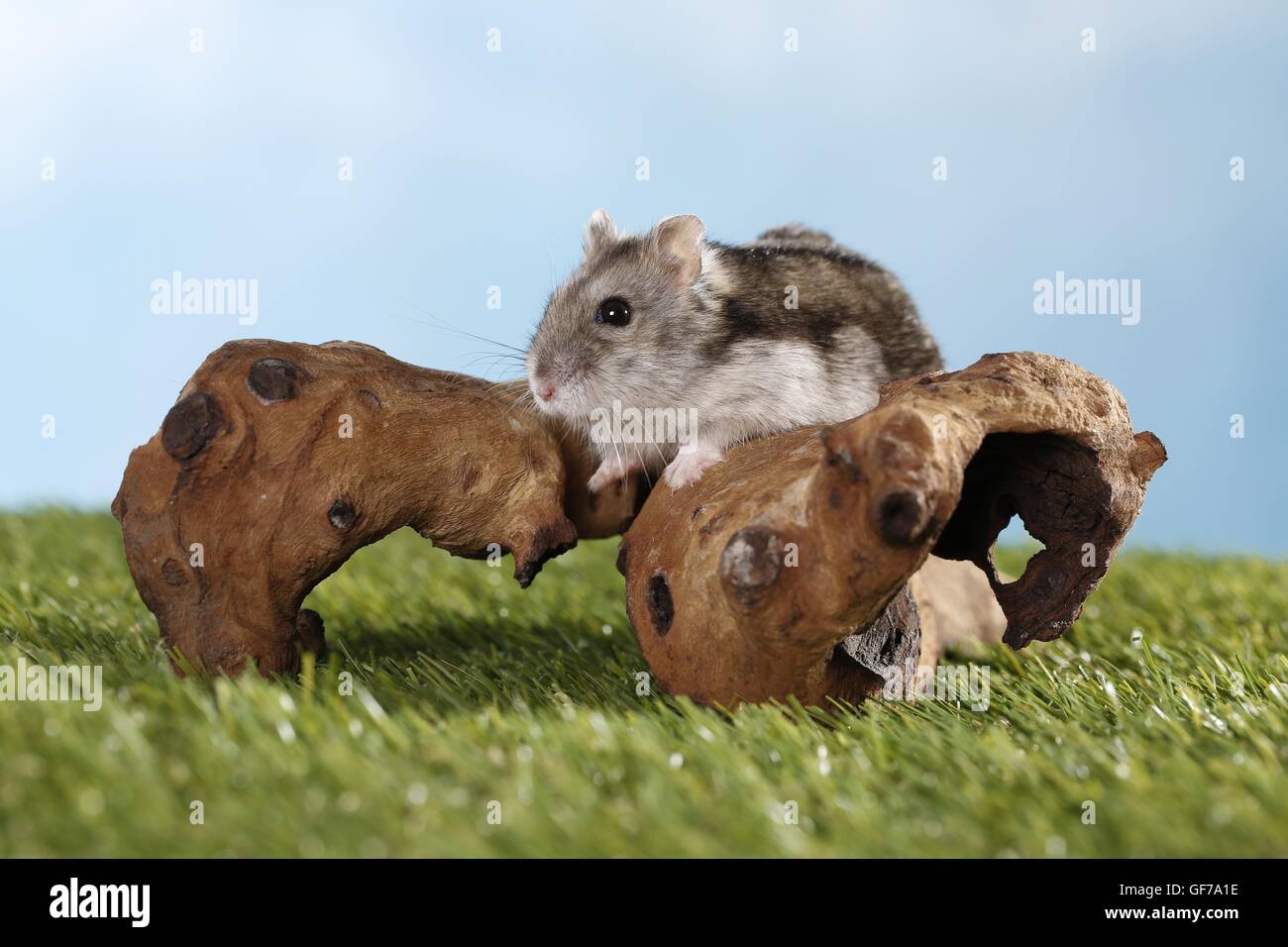 Campbell's dwarf hamster Stock Photo - Alamy