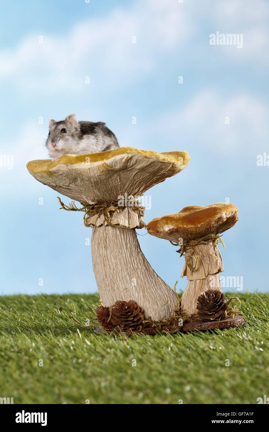 Campbell's dwarf hamster Stock Photo - Alamy