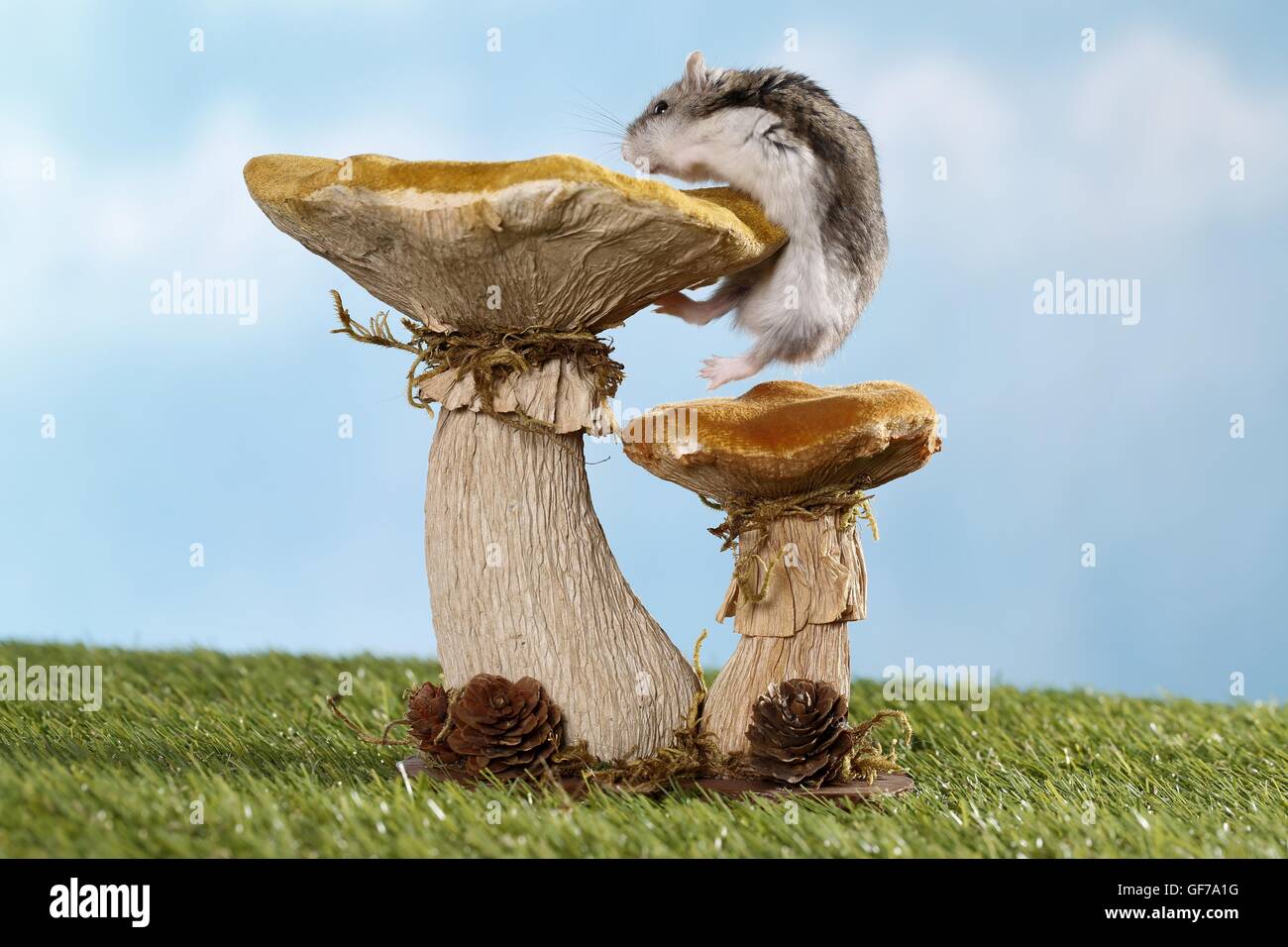 Campbell's dwarf hamster Stock Photo - Alamy