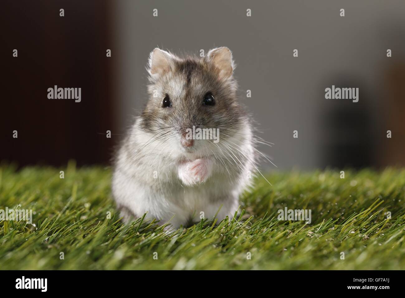Campbell's dwarf hamster Stock Photo - Alamy