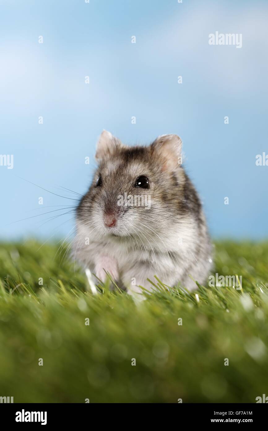Campbells dwarf hamster hi-res stock photography and images - Alamy