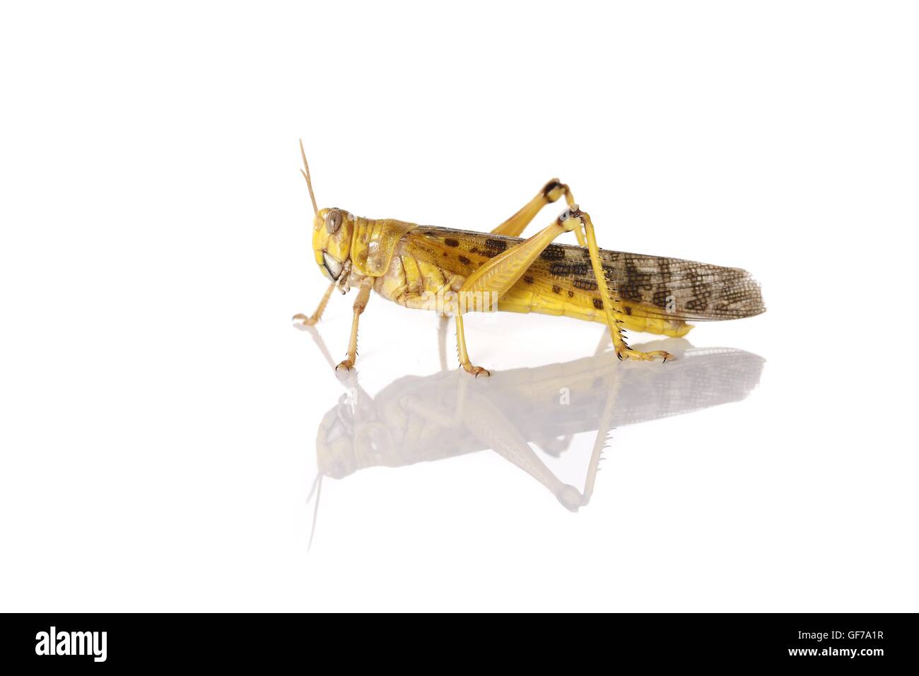 Locust insect side view hi-res stock photography and images - Alamy