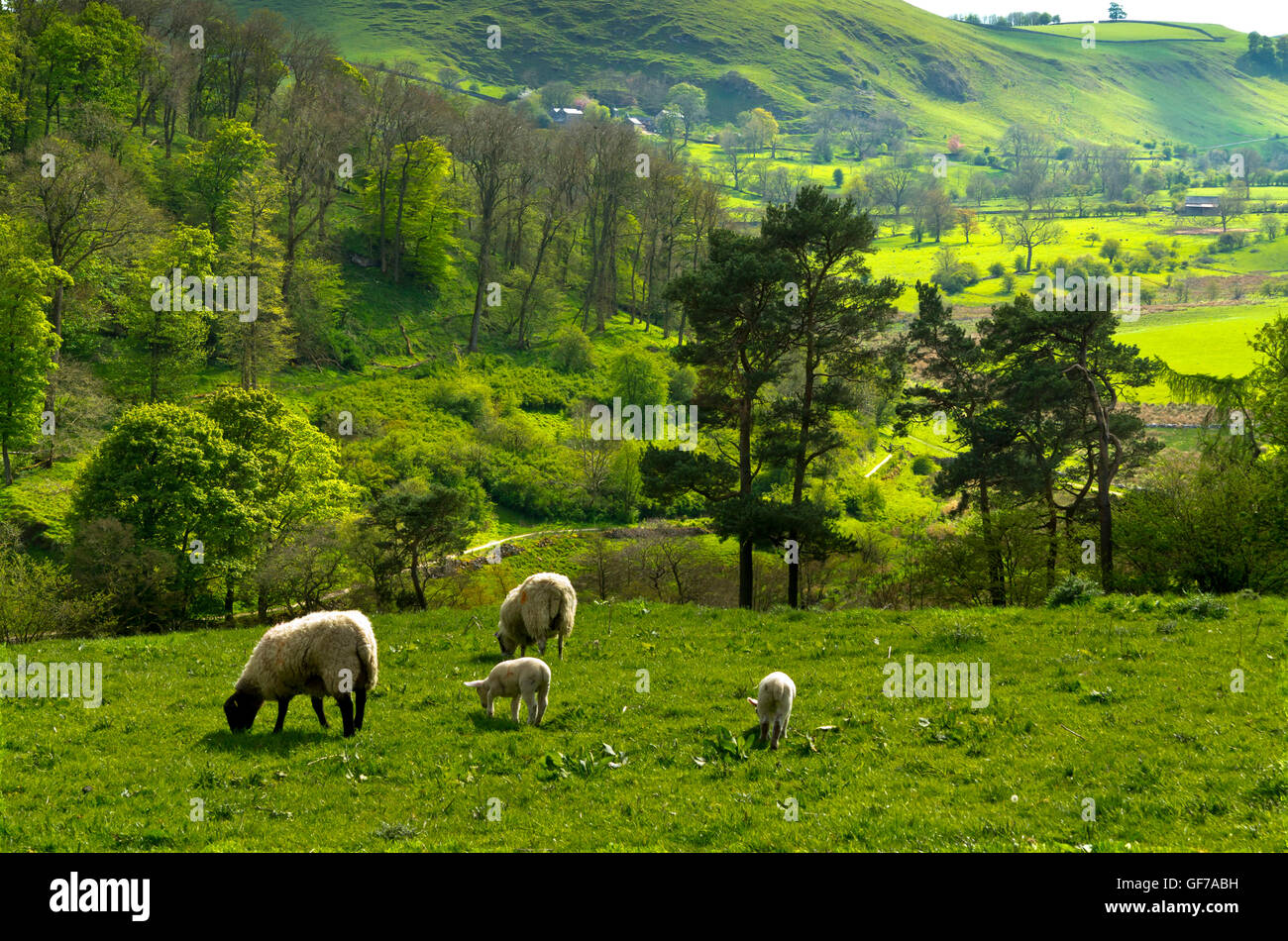 Typical White Peak District National Park landscape with trees and ...