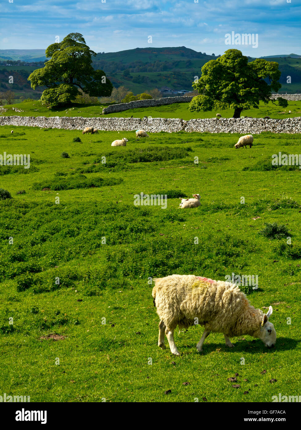 Typical White Peak District National Park landscape with trees sheep ...