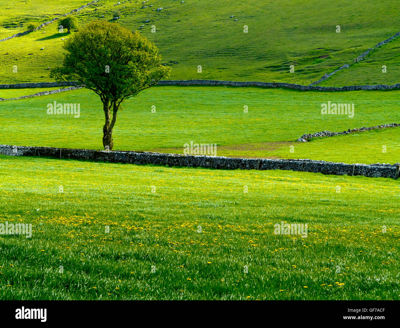 Typical White Peak District National Park landscape with trees and ...