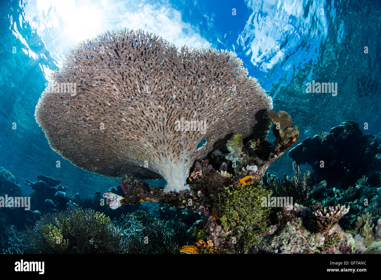 A beautiful table coral grows in Raja Ampat, Indonesia. This diverse ...