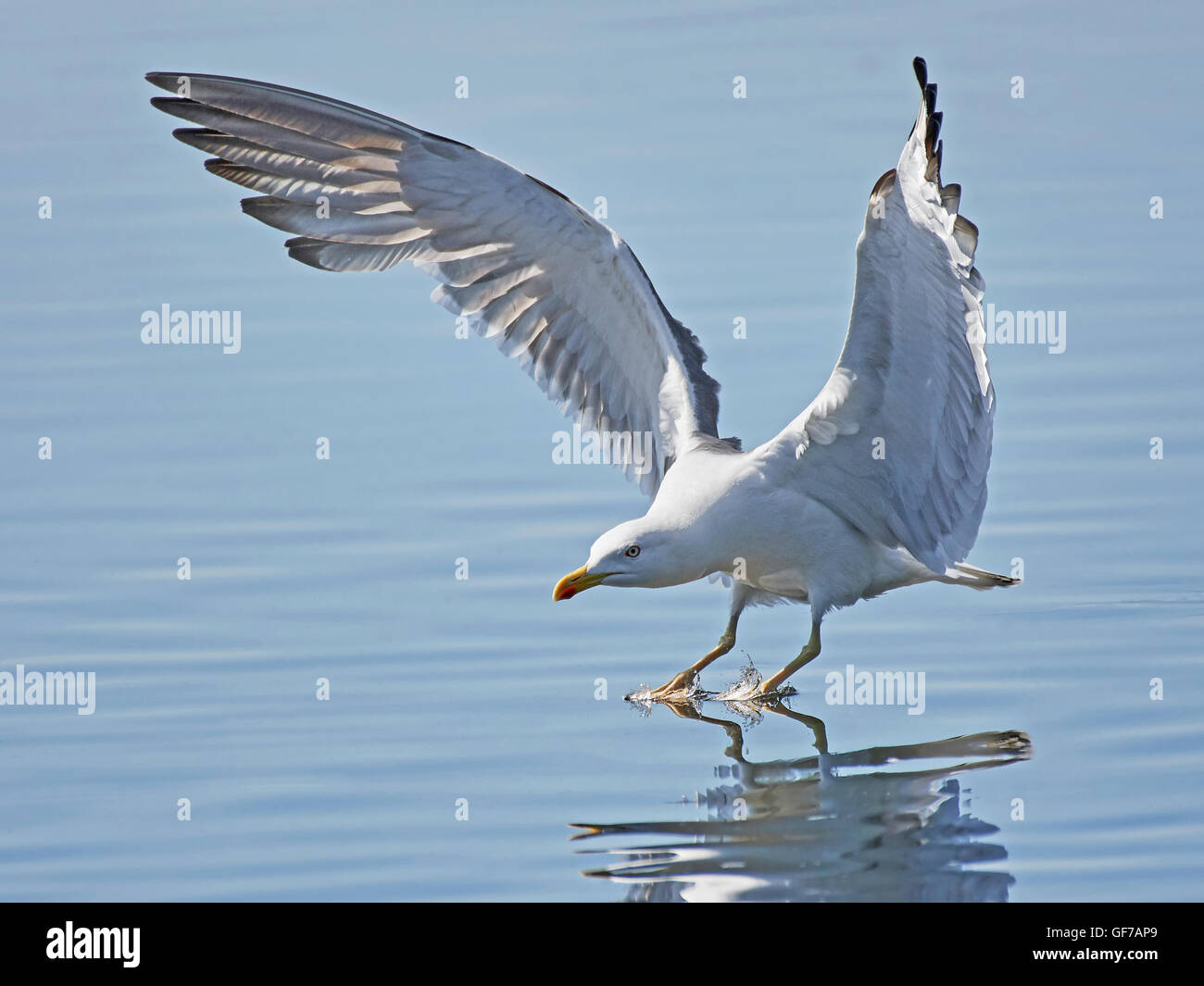 Gull with open wings hi-res stock photography and images - Alamy
