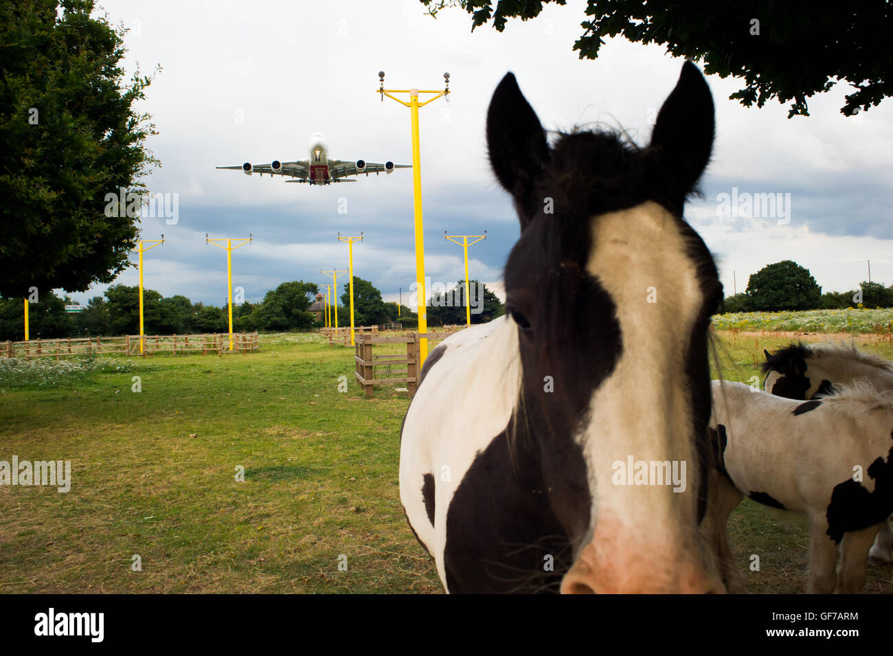 Aeronautic horse hi-res stock photography and images - Alamy
