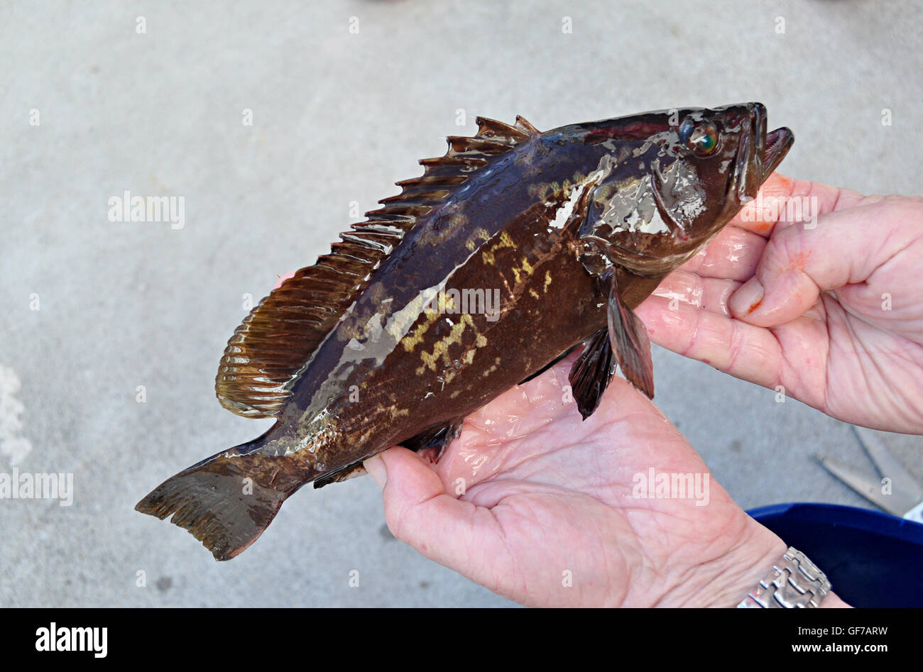 freshly fish in hand Stock Photo - Alamy