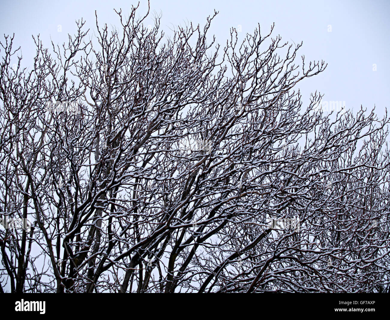 leafless tree snowy winter landscape Stock Photo - Alamy