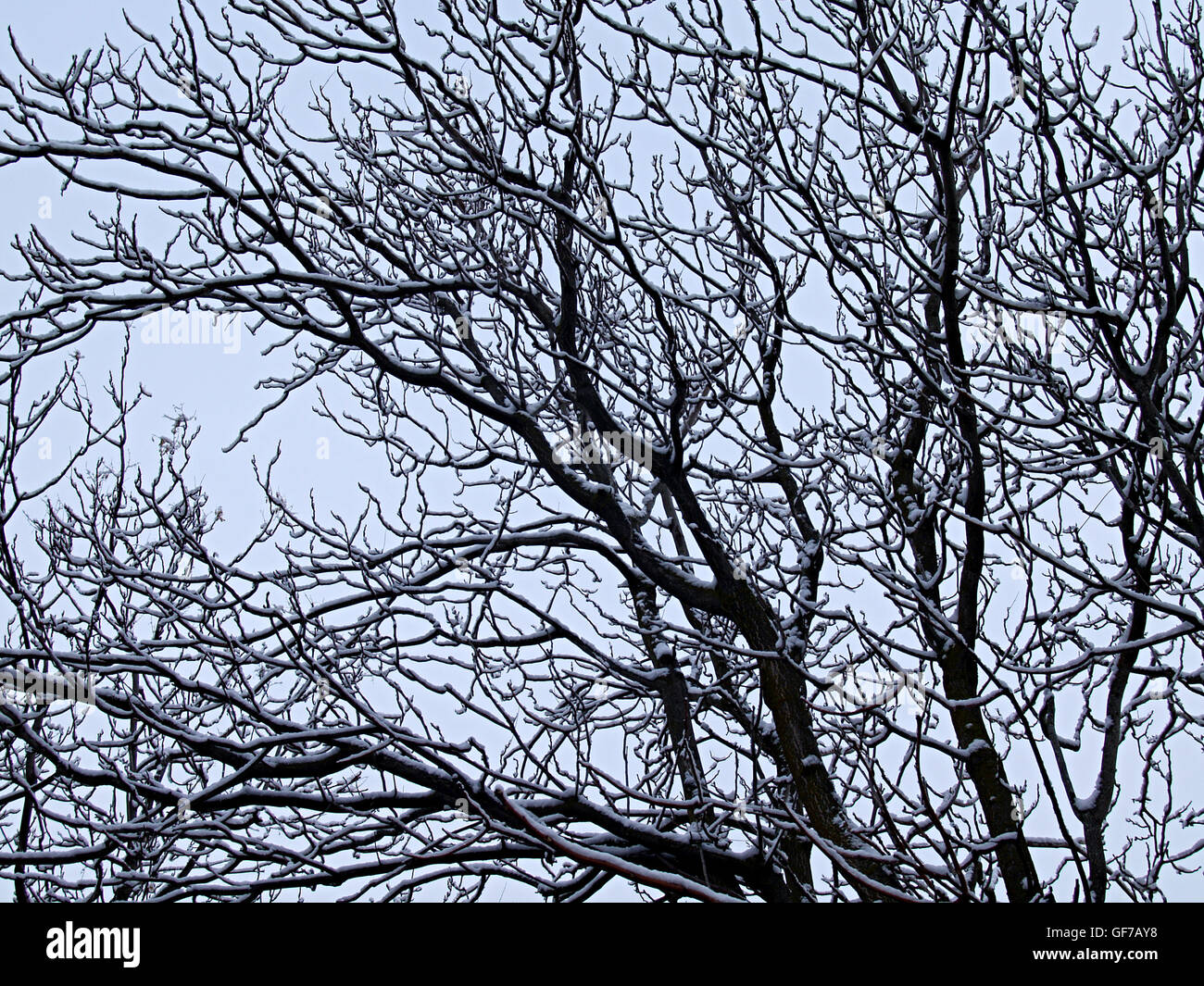 leafless tree snowy winter landscape Stock Photo - Alamy