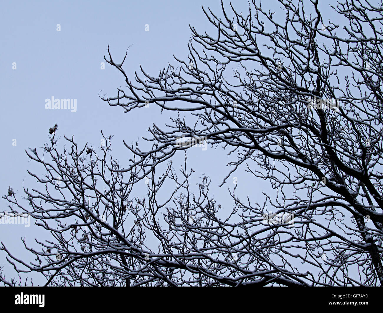 Leafless tree in snow hi-res stock photography and images - Alamy