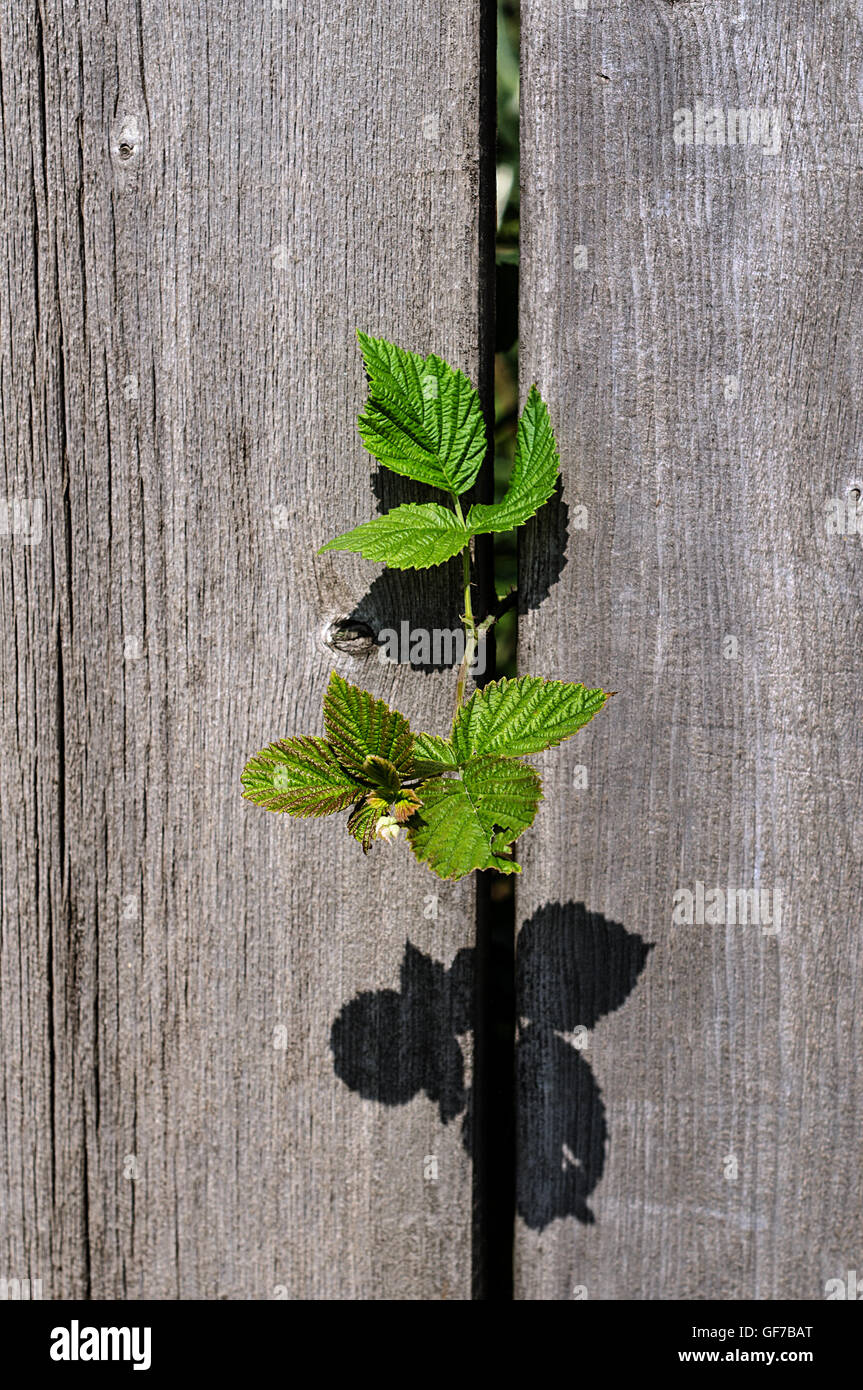 A plant growing through pair of wooden planks Stock Photo - Alamy