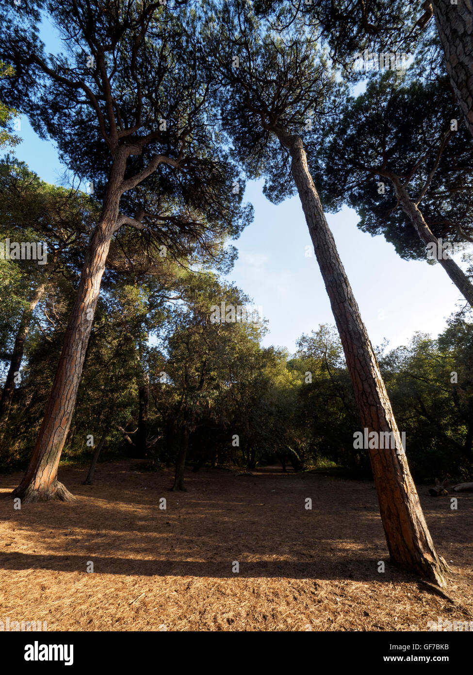 Pinewood of Ostia - Rome, Italy Stock Photo - Alamy