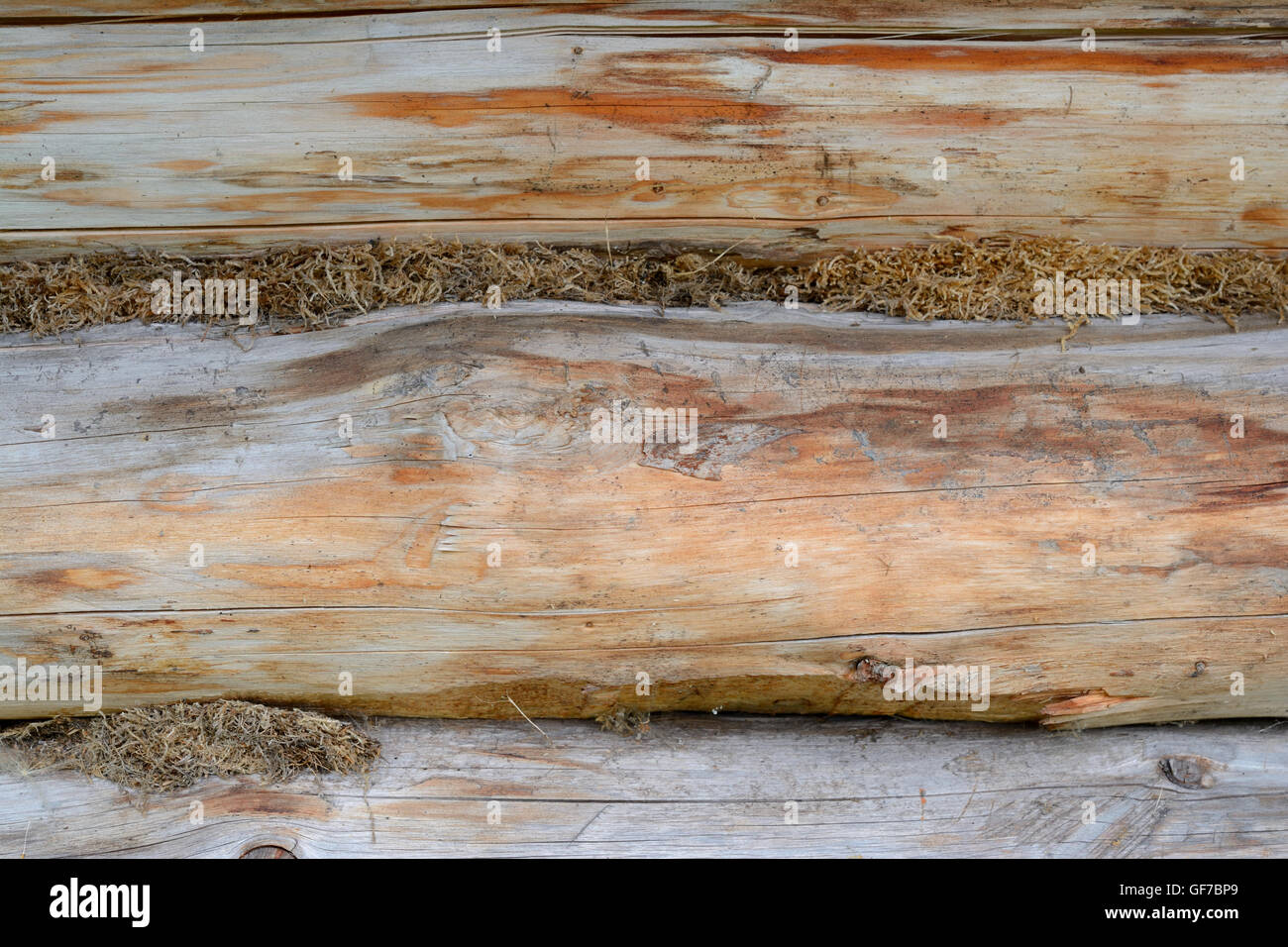 Old wooden log house wall with moss insulation closeup Stock Photo - Alamy