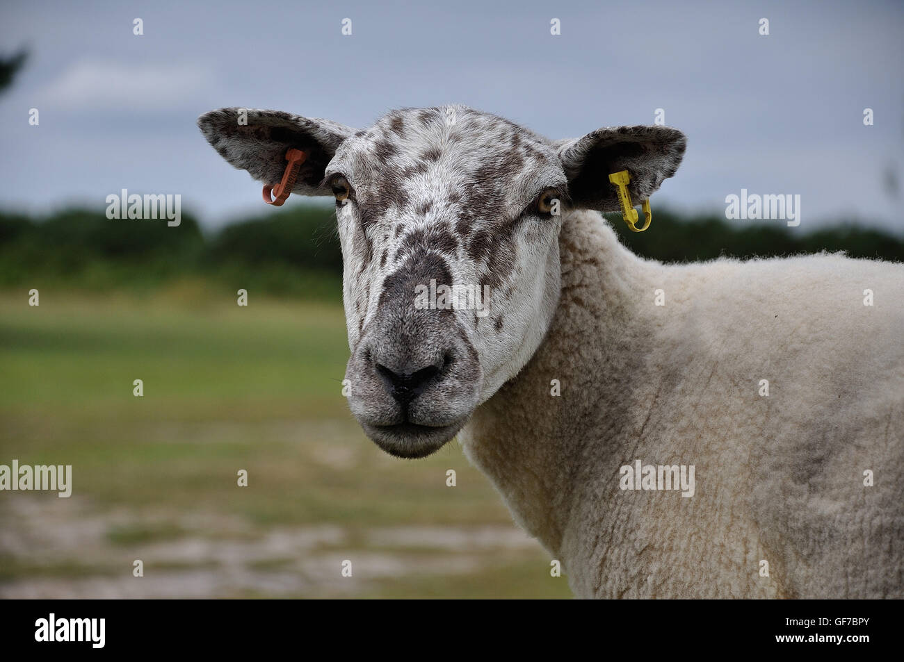 A portrait of a sheep Stock Photo - Alamy