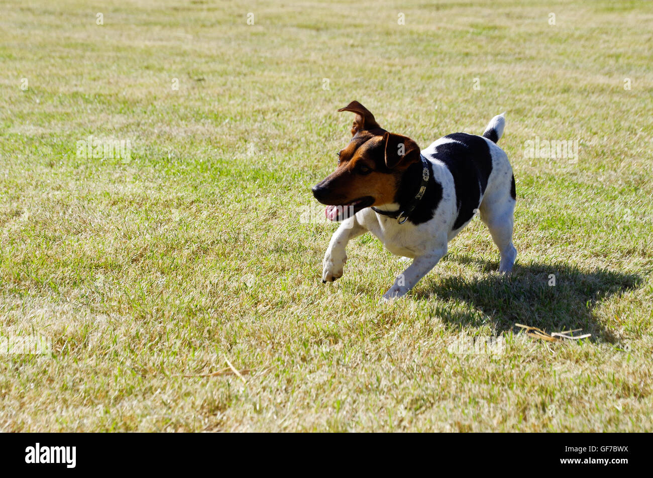 Anxious Jack Russell terrier playing and ready to jump Stock Photo - Alamy