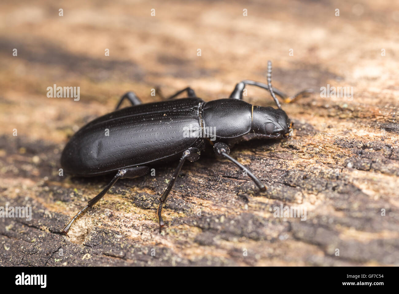 False Mealworm Beetle