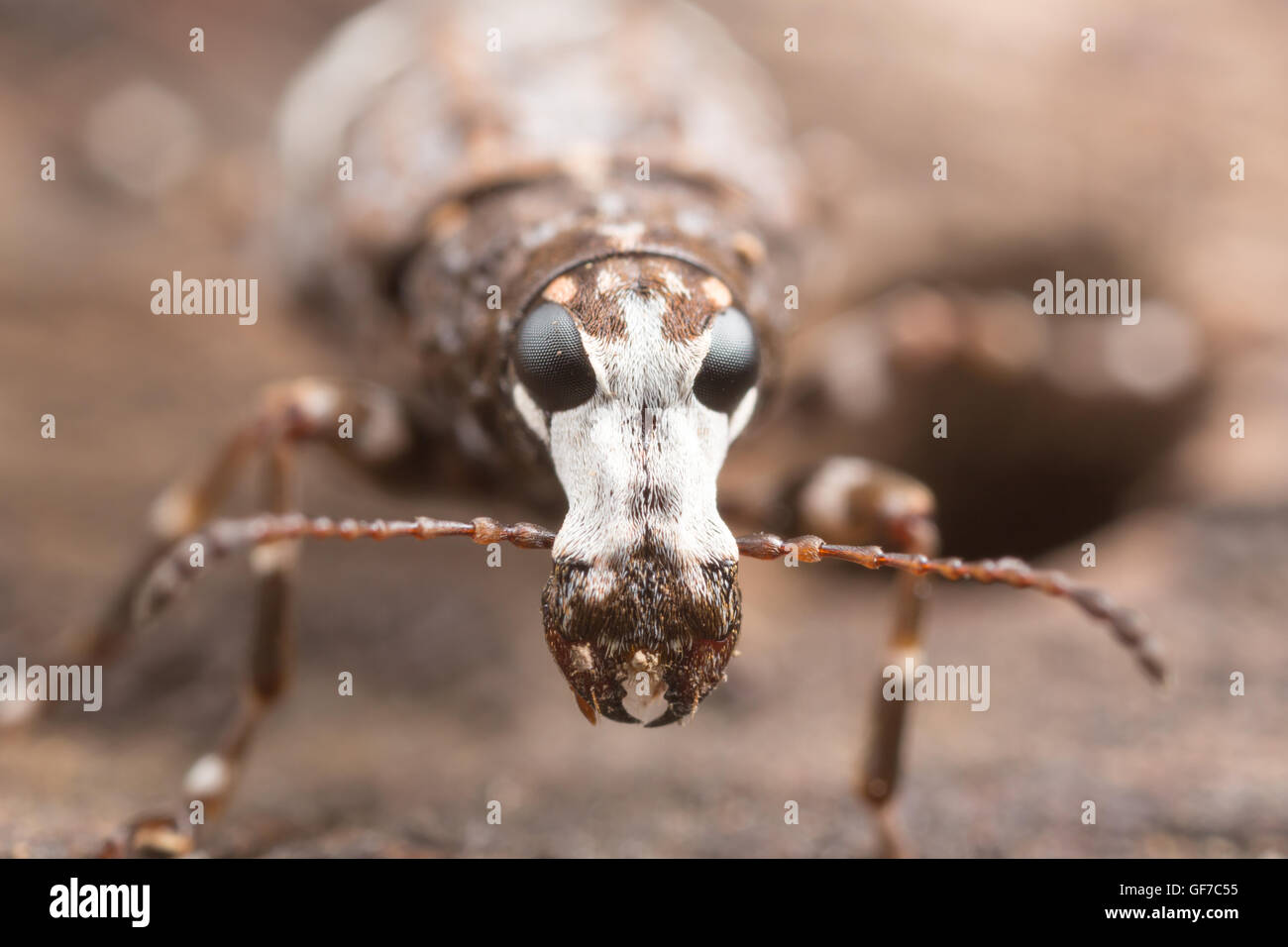 A frontal view of a Fungus Weevil (Eurymycter fasciatus) exploring the ...