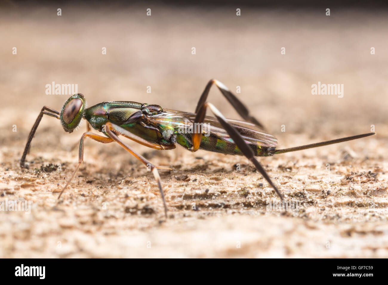 Chalcid Stock Photos & Chalcid Stock Images - Alamy