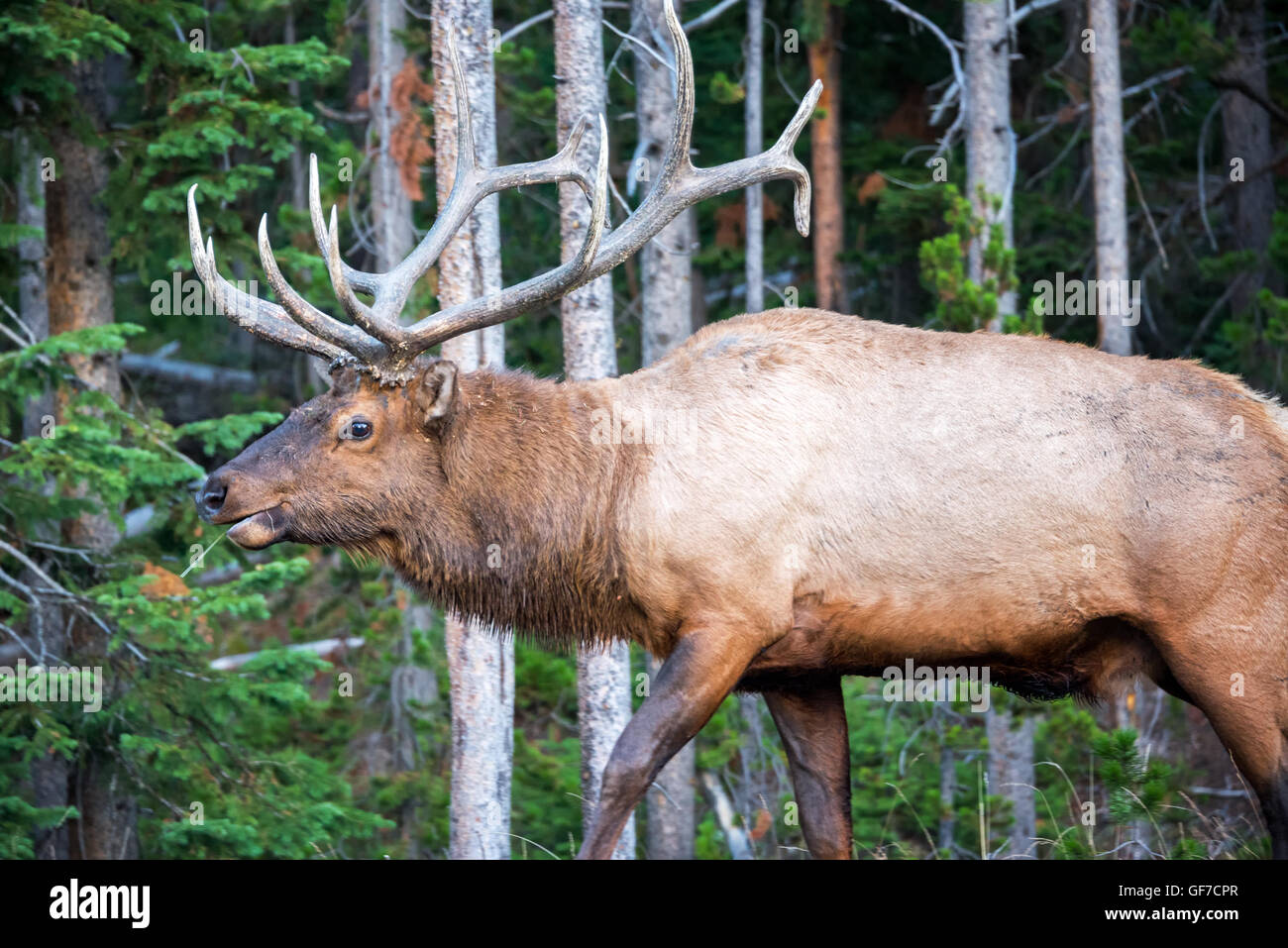 Elk with large antlers in forest hi-res stock photography and images ...