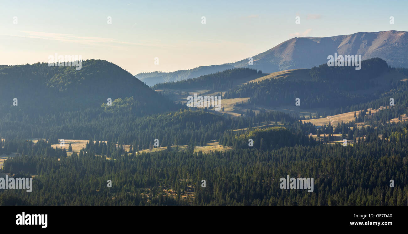 two fir trees on hillside of mountain range with coniferous forest and ...