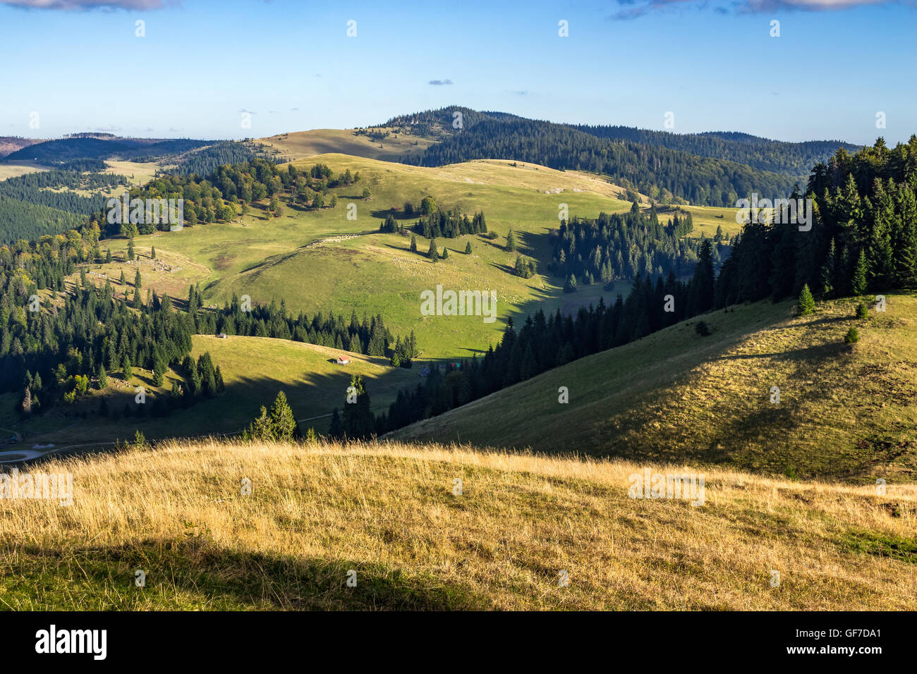 two fir trees on hillside of mountain range with coniferous forest and ...