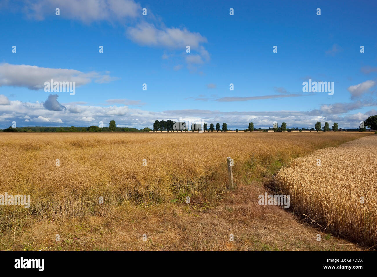 Yorkshire's agricultural landscape with ripe rapeseed and wheat crops ...