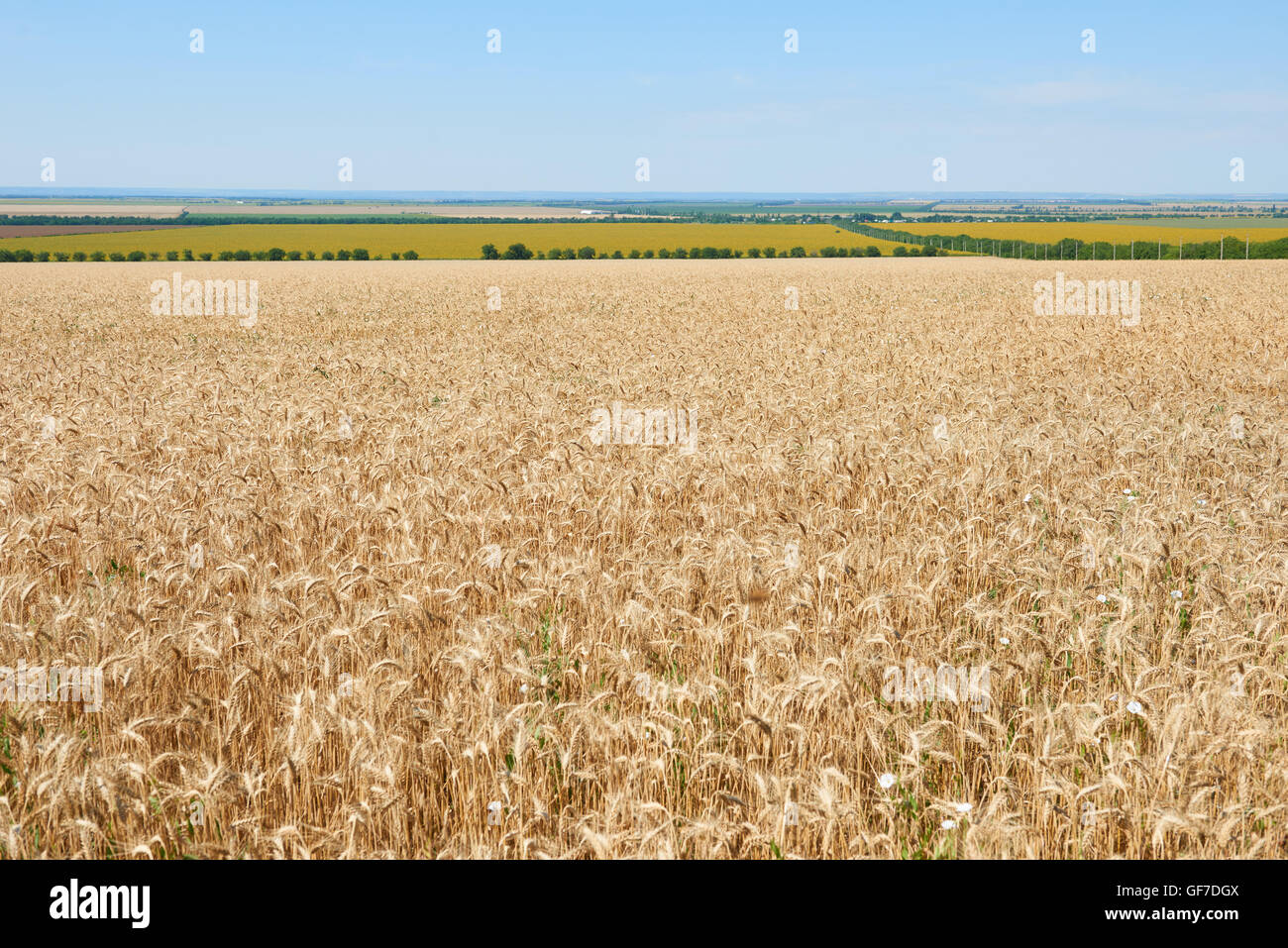 wheat field and clear sky, beautiful summer landscape Stock Photo - Alamy