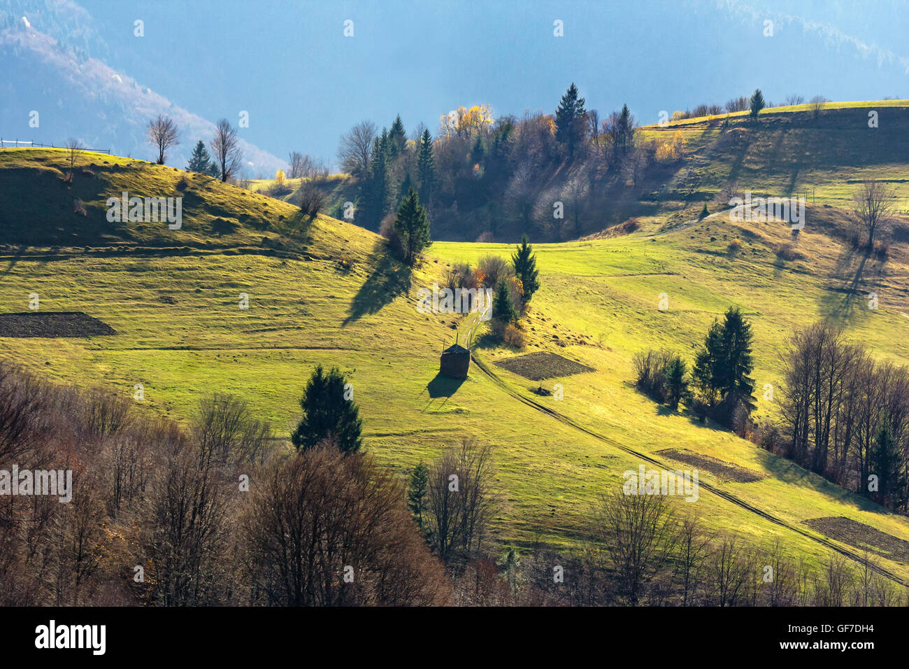 mountain fall landscape. pine trees near meadow and forest on hillside ...