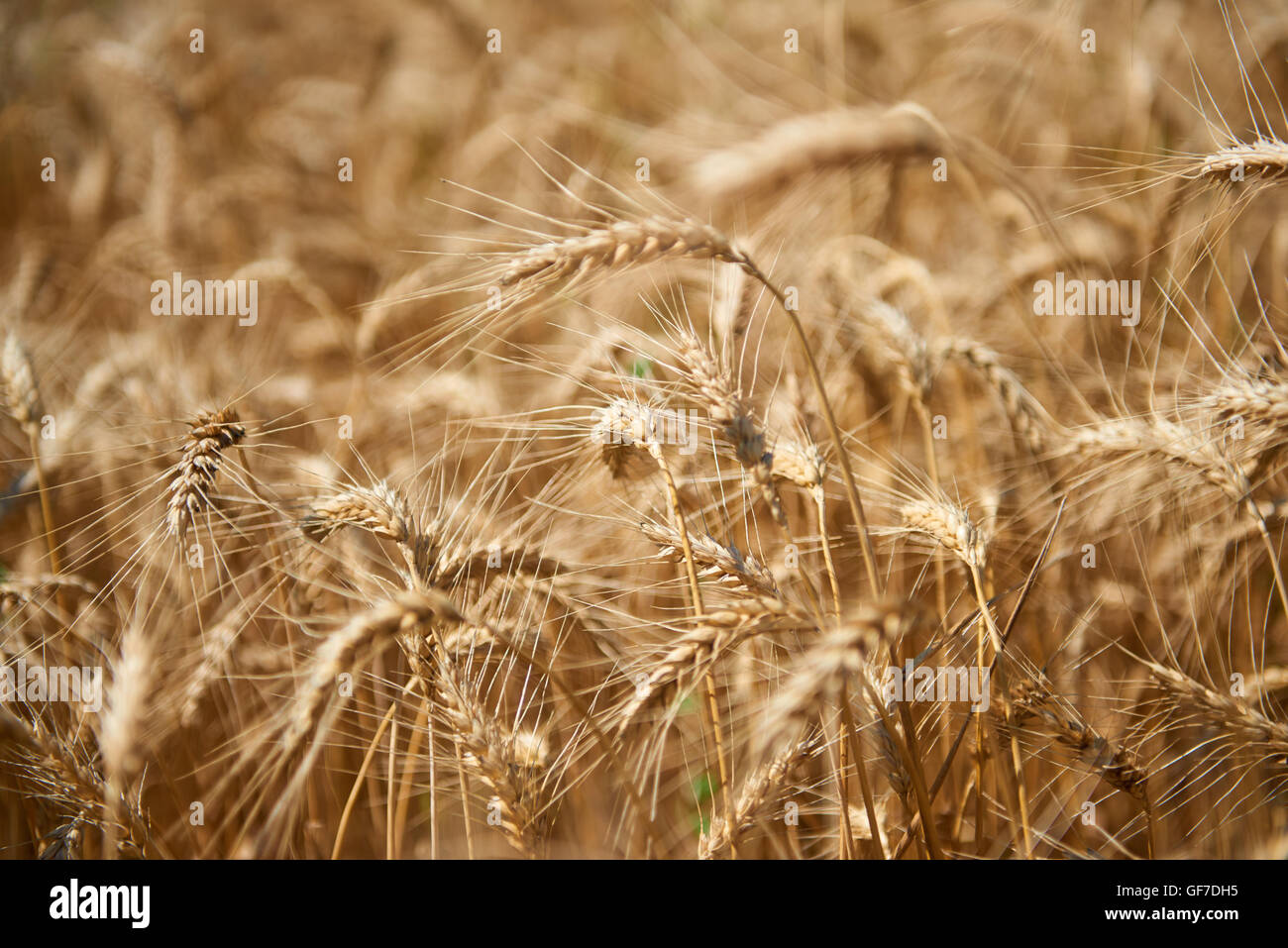 wheat field closeup, beautiful summer landscape Stock Photo - Alamy