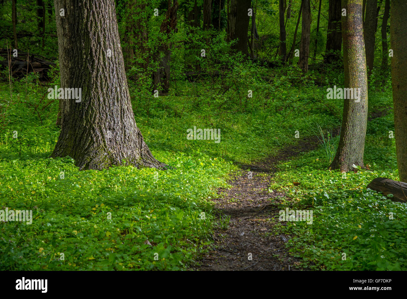 Trees Along Path In Forest With Shaft Of Light Stock Photo - Alamy