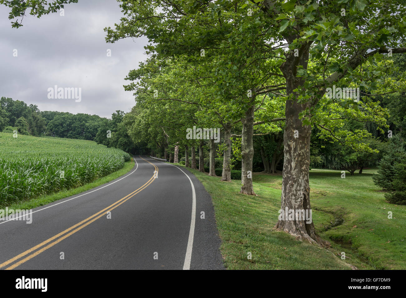 Peaceful tree lined road hi-res stock photography and images - Alamy