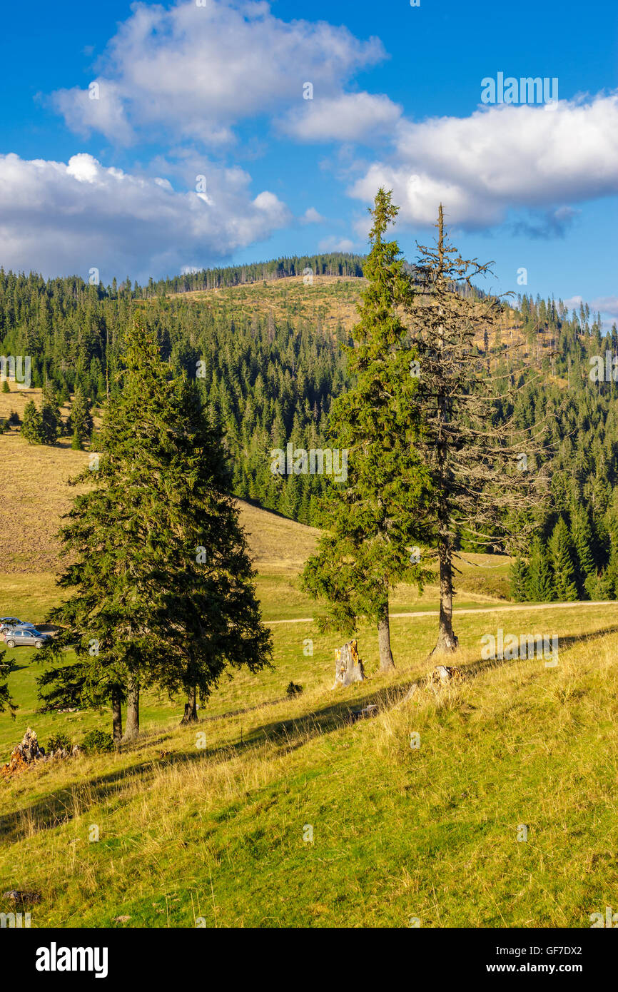 Mountain pine on a steep slope hi-res stock photography and images - Alamy