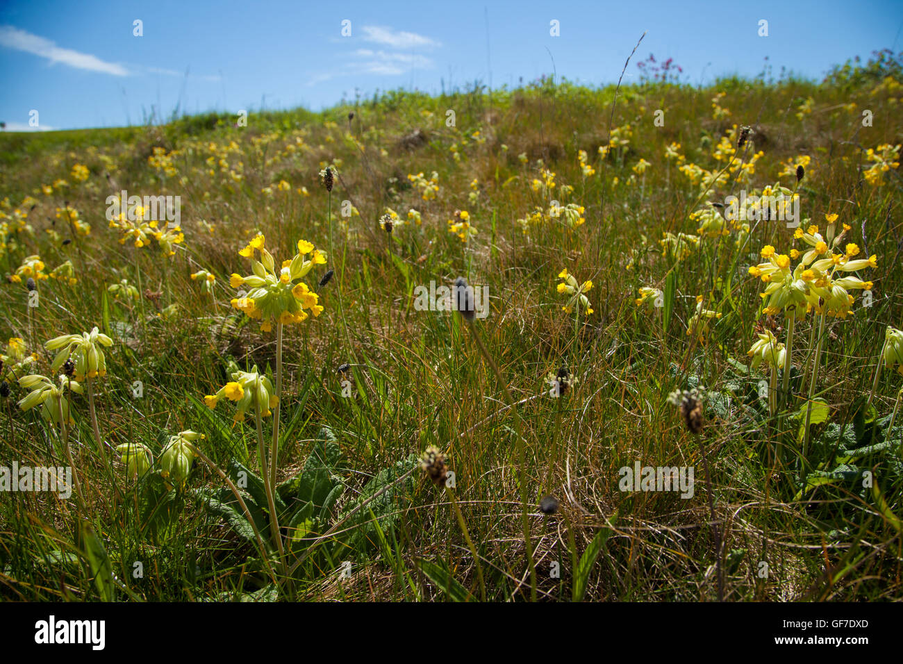 Cowslip low angle hi-res stock photography and images - Alamy